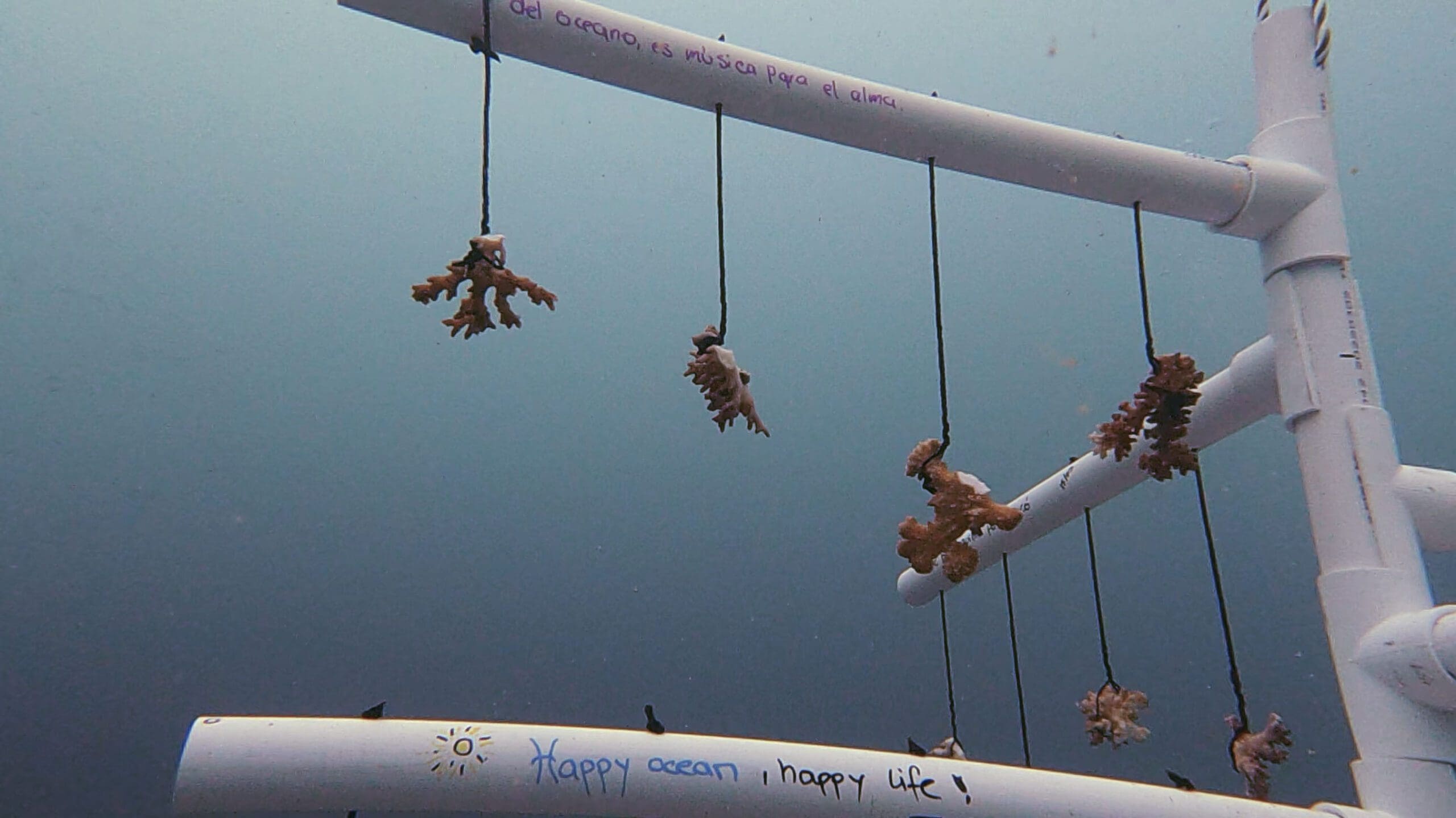 Coral Nursery | Ankla Azul