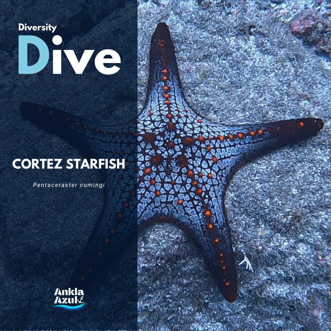 Cortez starfish | Fish ID | Ankla Azul