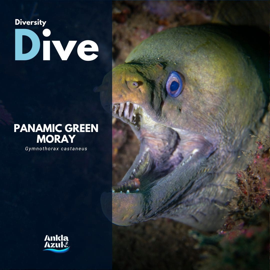 Panamic green moray | Fish ID | Ankla Azul