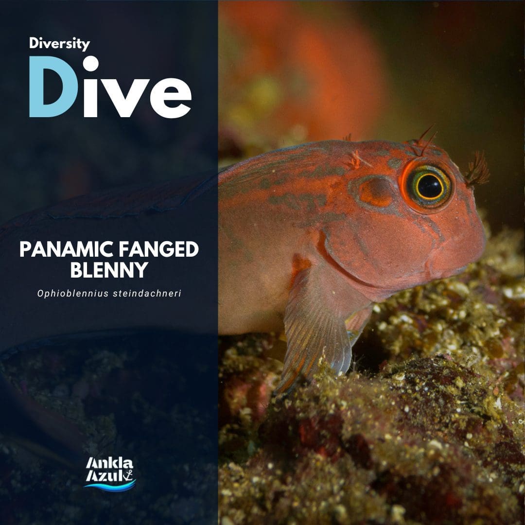 Panamic Fanged Blenny | Ankla Azul