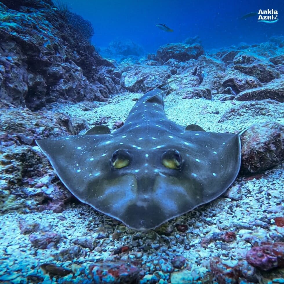 Ankla Azul | Marina Adventure