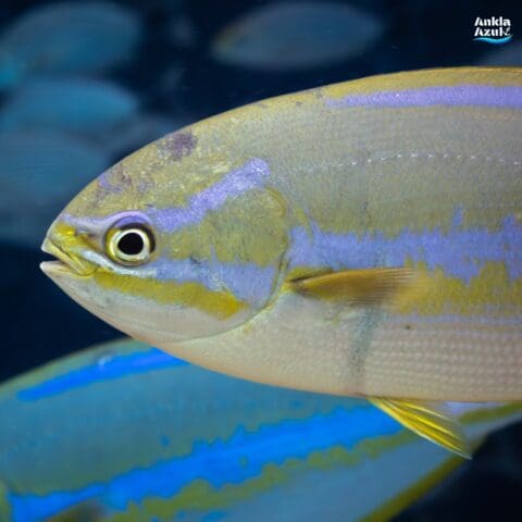 Ankla Azul | Marina Adventure