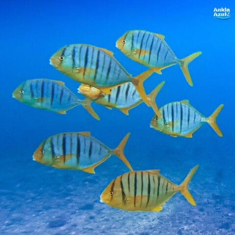 Ankla Azul | Marina Adventure