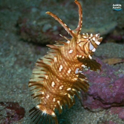 Ankla Azul | Marina Adventure