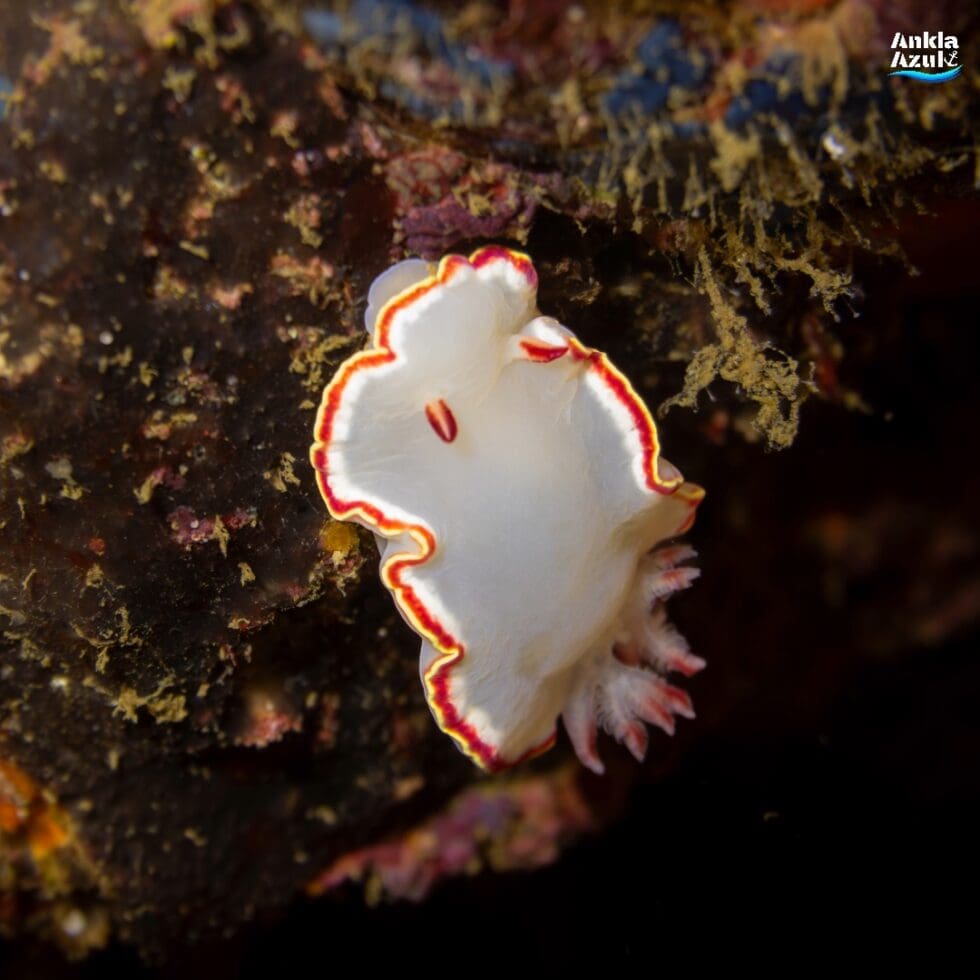 Ankla Azul | Marina Adventure