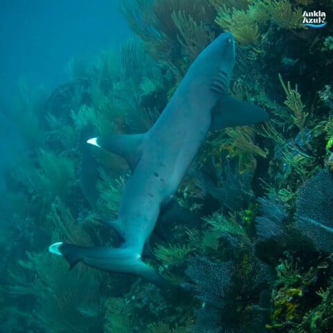 Ankla Azul | Marina Adventure