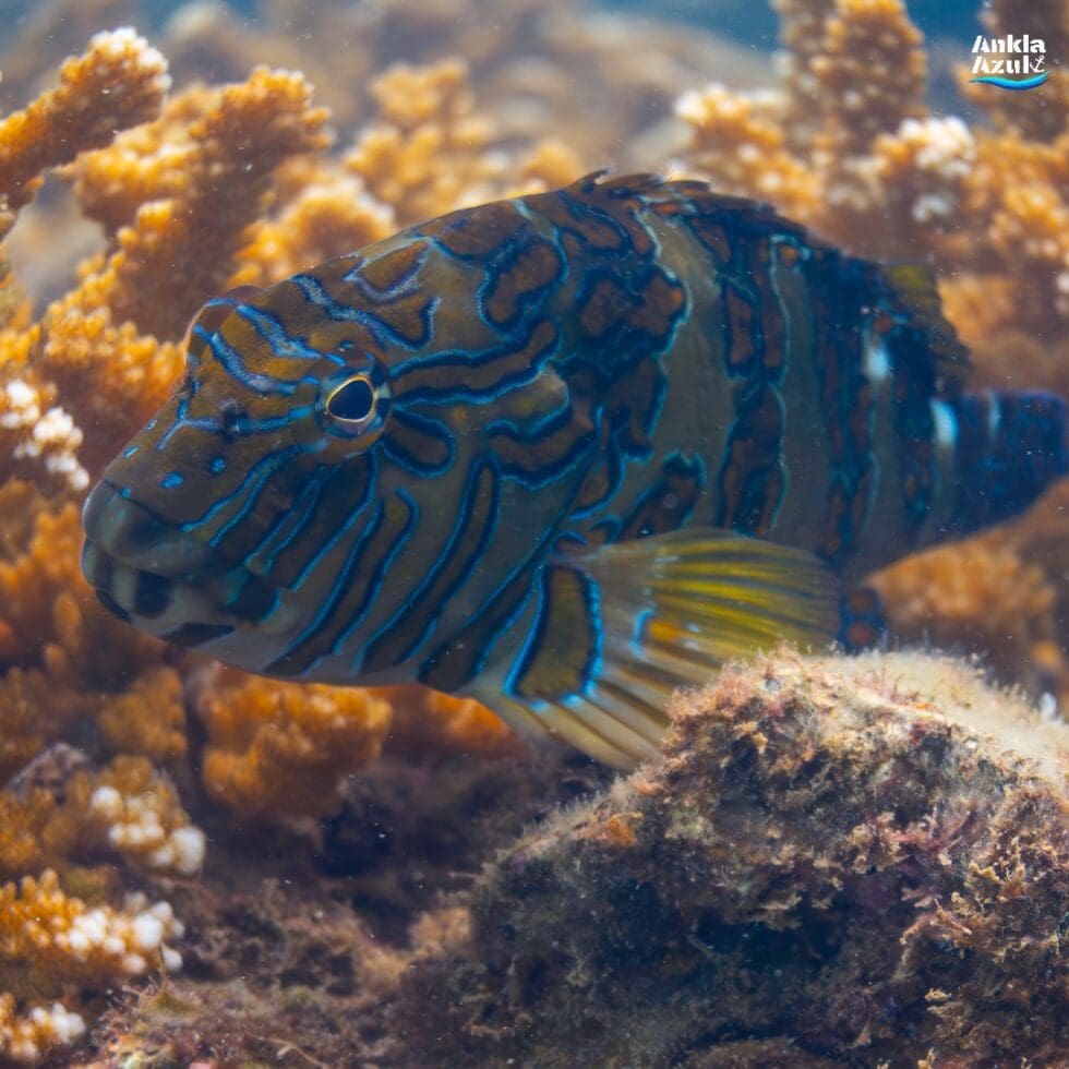 Ankla Azul | Marina Adventure