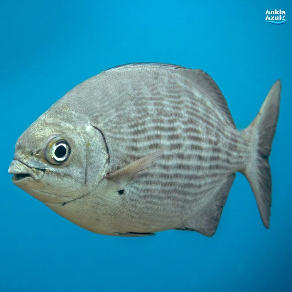 Ankla Azul | Marina Adventure