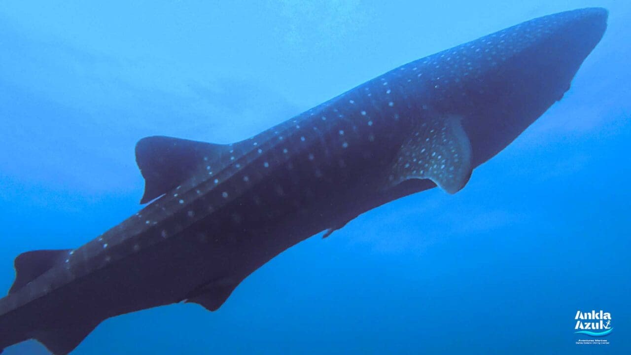 Whale Shark | Ankla Azul