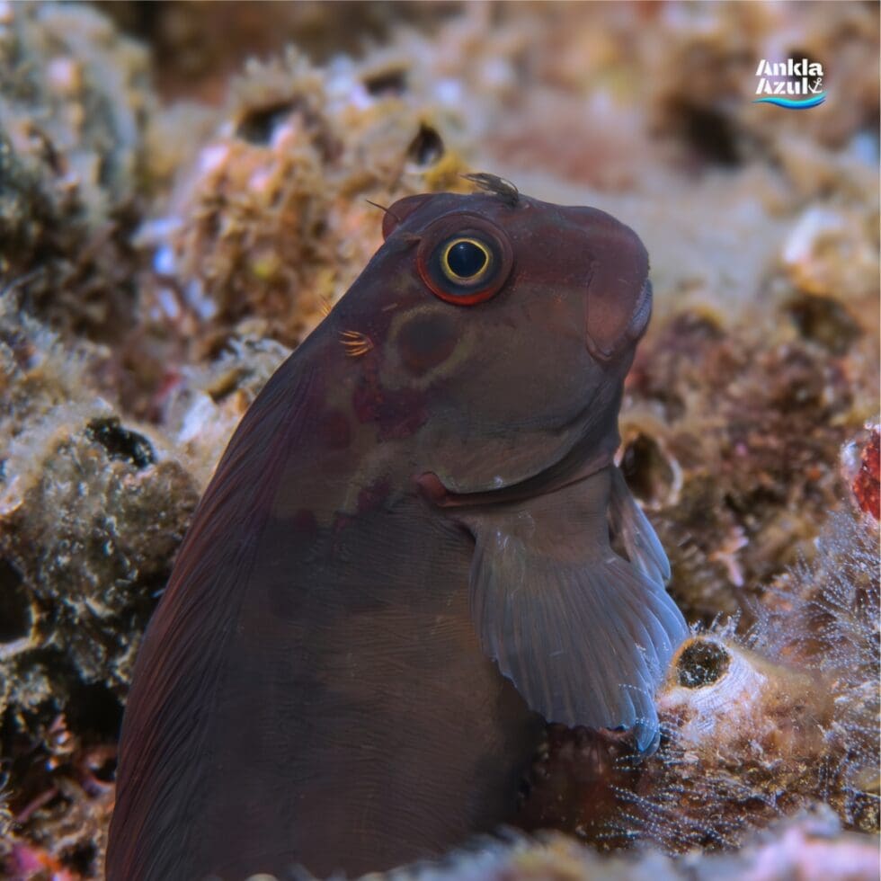 Ankla Azul | Marina Adventure