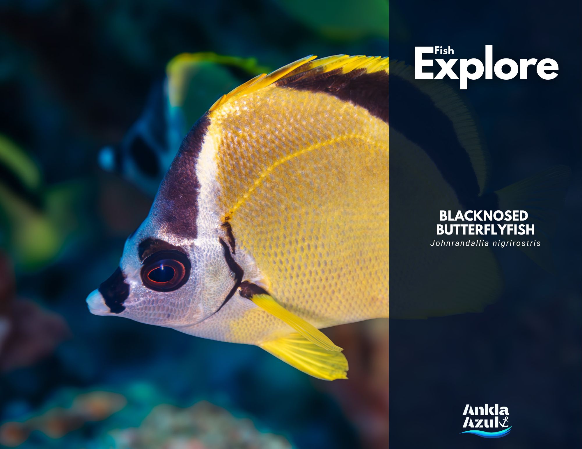 Blacknosed Butterflyfish ID | The "Barber" of Bahia Solano