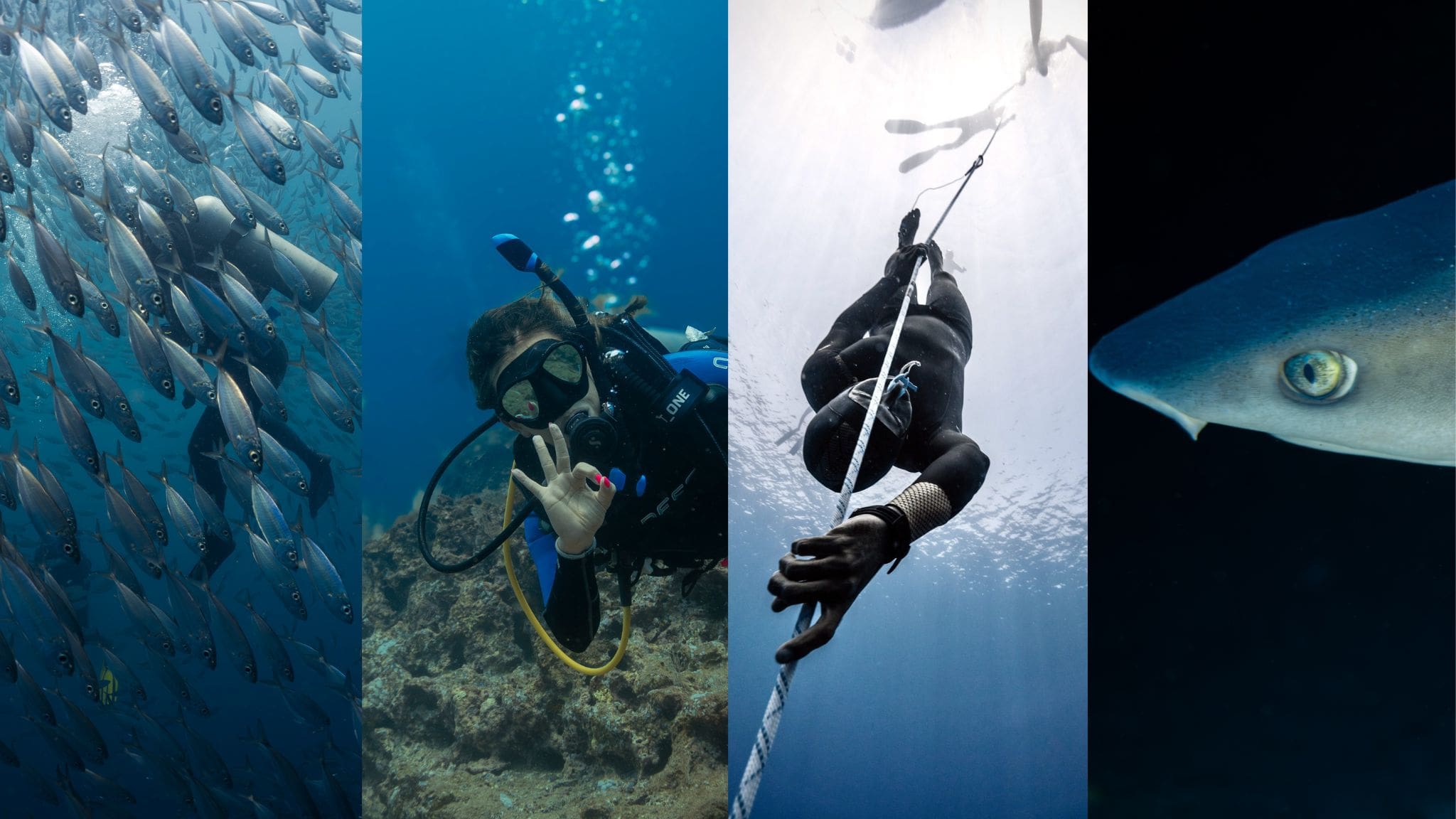 Book Scuba Diving & Freediving in Bahía Solano | Ankla Azul